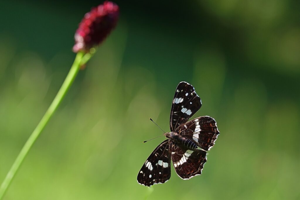 蝶, 地図, 飛行, 虫, 翼のある昆虫, 蝶の羽, 自然のフリー素材画像 | フリー素材厳選置き場